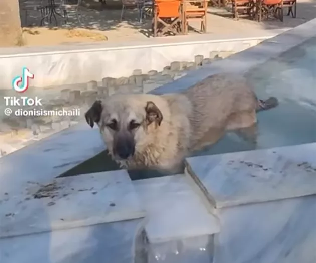 Αδέσποτο βούτηξε στο σιντριβάνι της πλατείας Ειρήνης και έγινε… influencer | xronos.gr